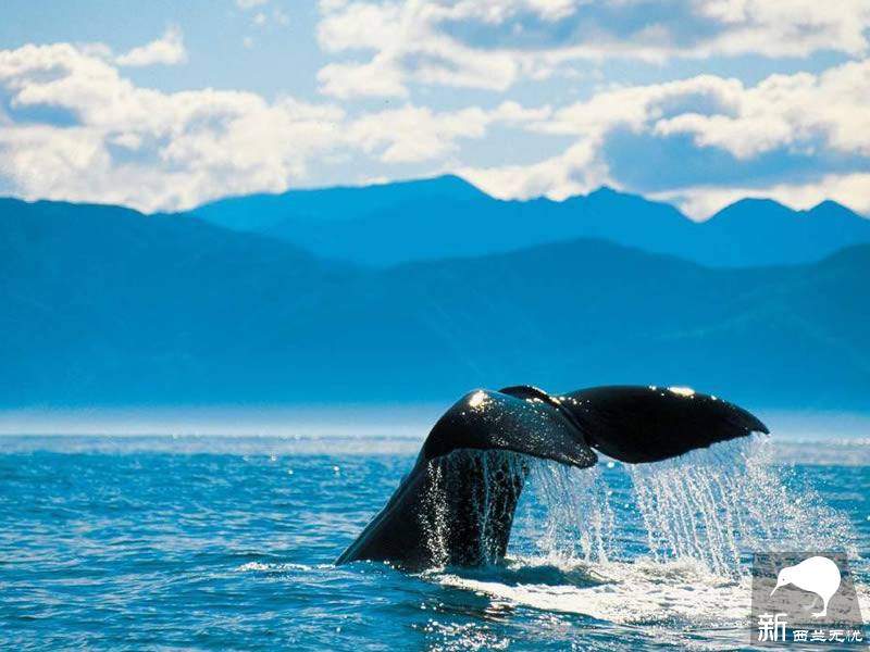 凯库拉观鲸（Whale Watch Kaikoura） - 新西兰无忧网